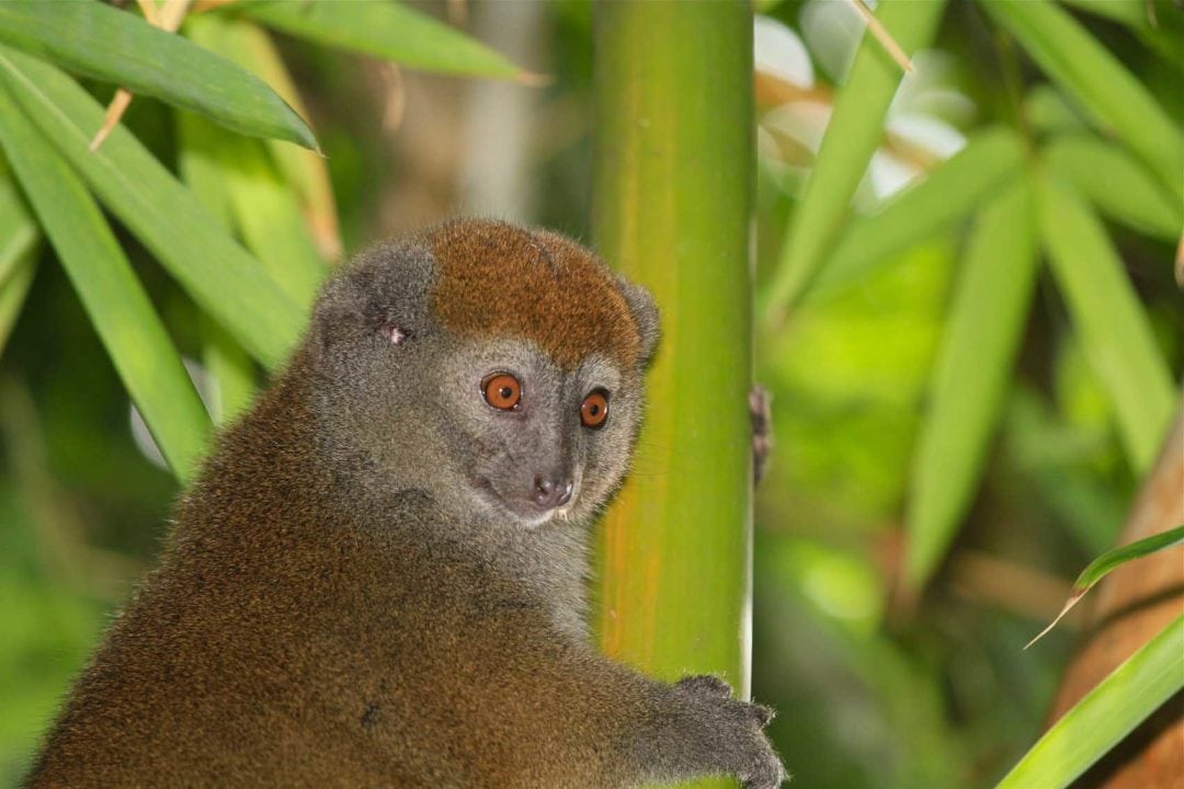 Hapalemur griseus griseus | Lemurspark