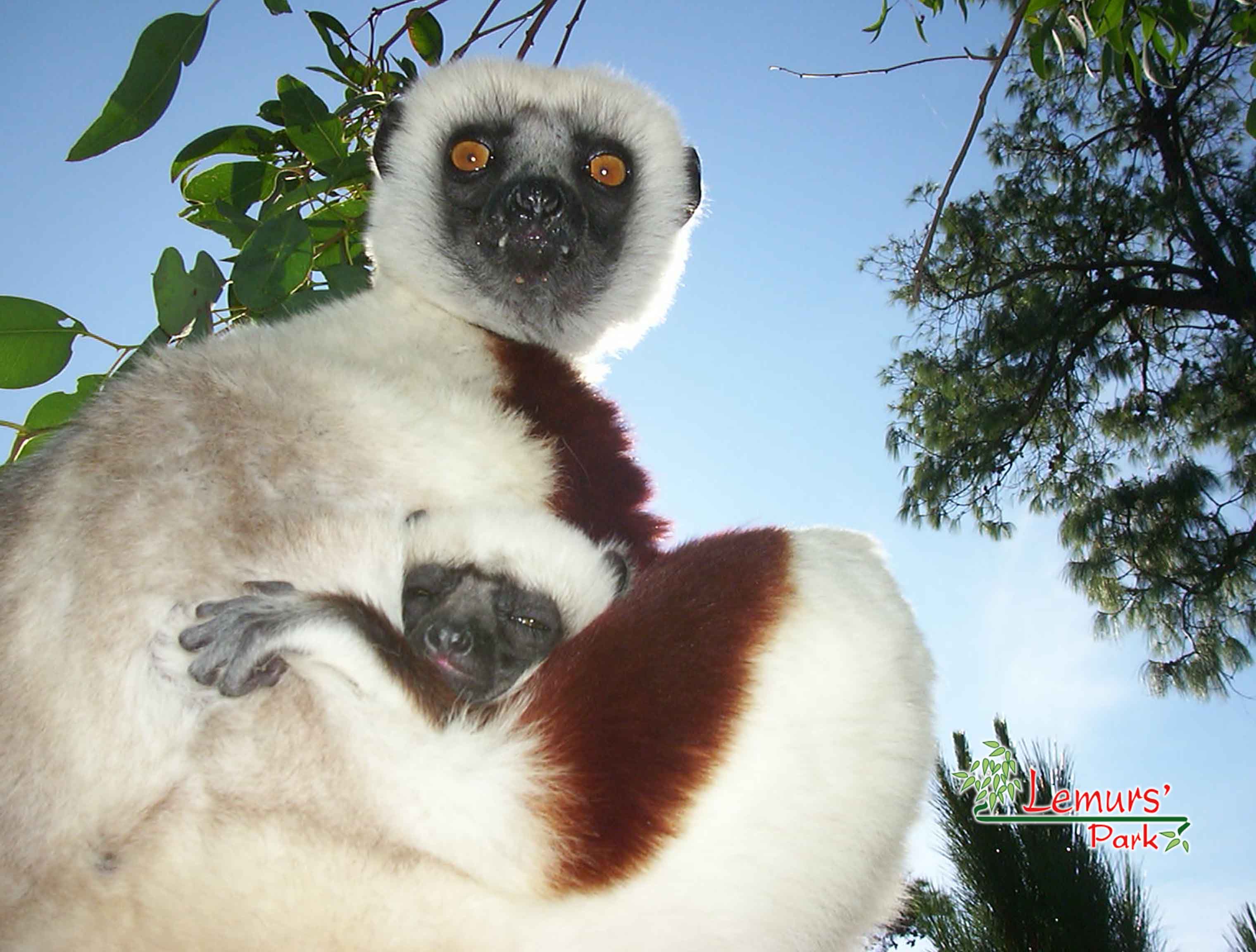 Naissances de propithèque | Lemurspark